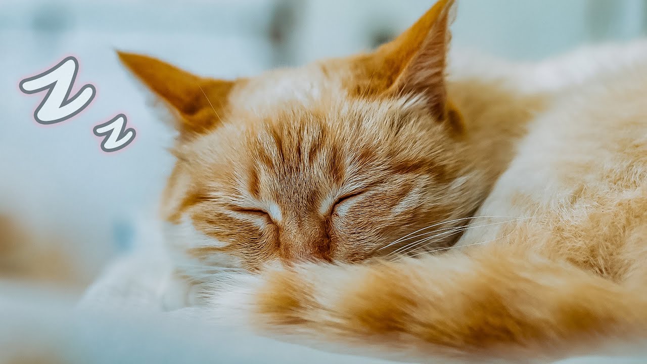 중간광고없음 🎧들려주세요~ 힐링 고양이 수면음악💤 고양이가 좋아하는 음악🎵 잠잘 때 듣는 음악 Youtube Music