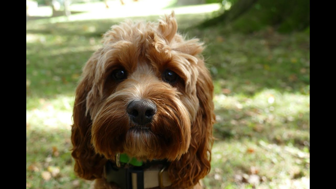 Rosie - Cavapoo - 3 Weeks Residential Dog Training - YouTube