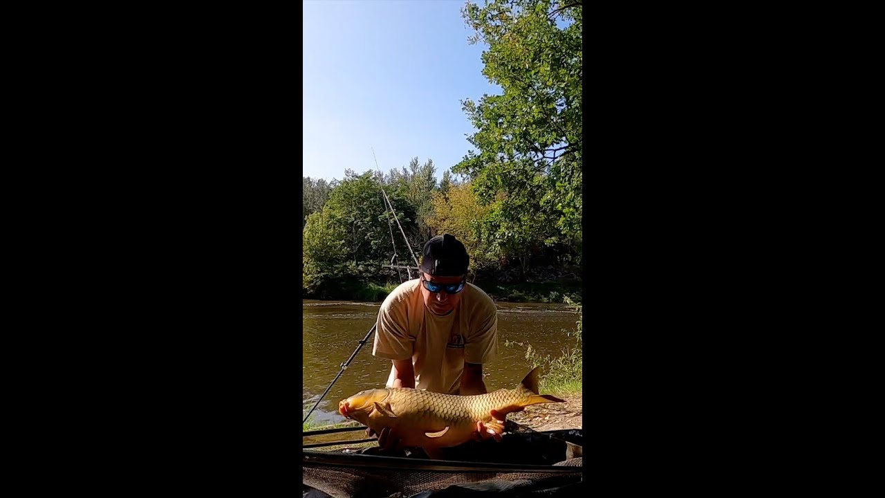 Good common carp at Danube River! #shorts - YouTube