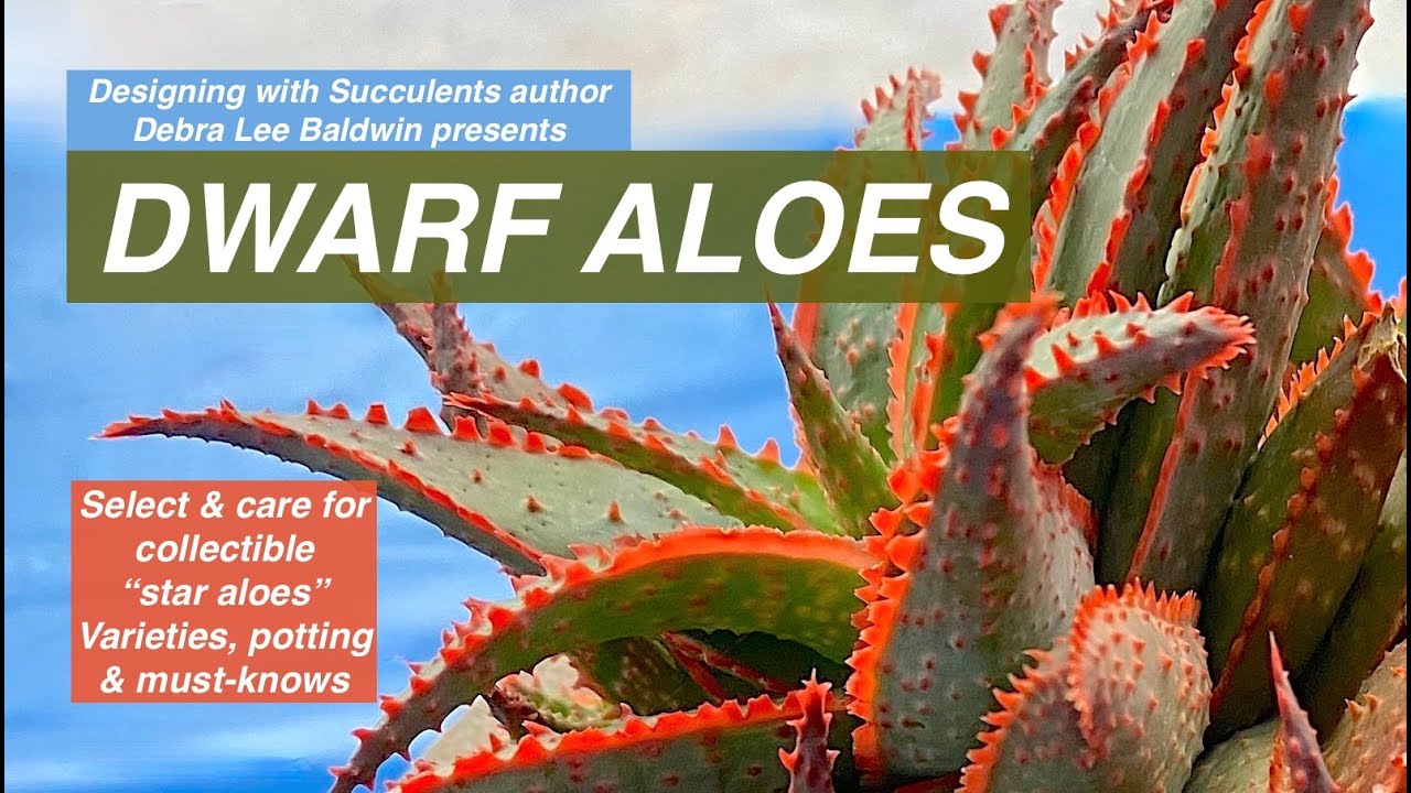 Discover Dwarf Aloes: Varieties, Potting & Care Essentials - YouTube