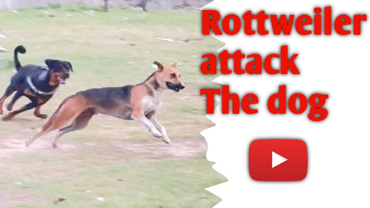 rottweiler attack the dog| Rottweiler real fight - YouTube