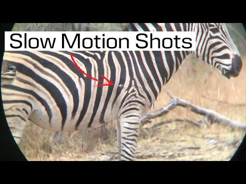 Zebra Bowhunt [240FPS SLOW MOTION] - YouTube