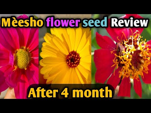 4 महीने बाद Meesho flower seeds plant review #gardenideas #flower # ...