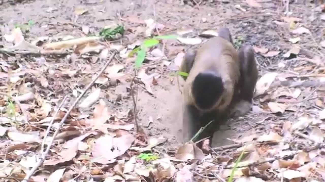 Digging a spider with stone tool - YouTube