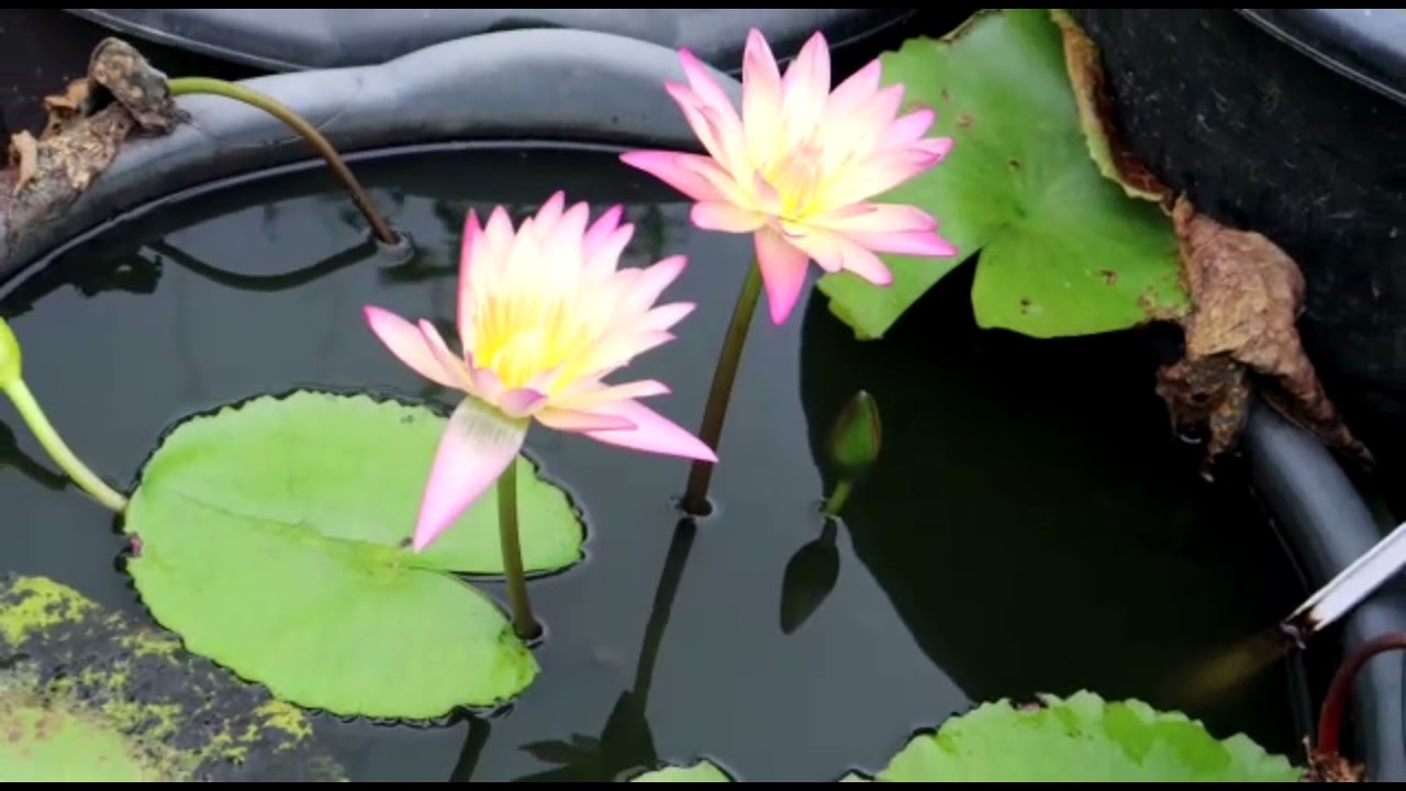 How to grow lotus plants || lotus plants view..... super.. Different ...