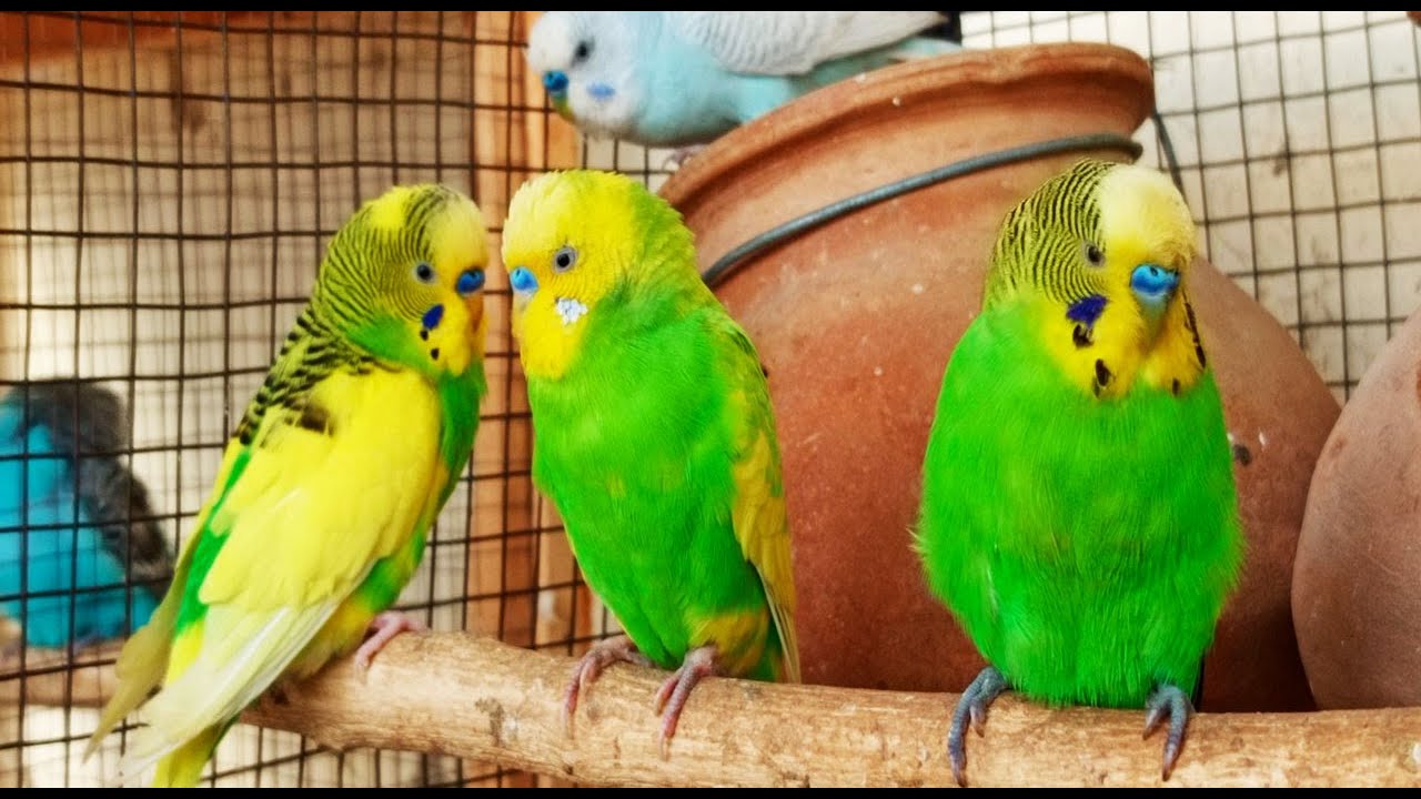 Over 11 Hours of Budgies Playing, Singing and Talking in their Aviary ...