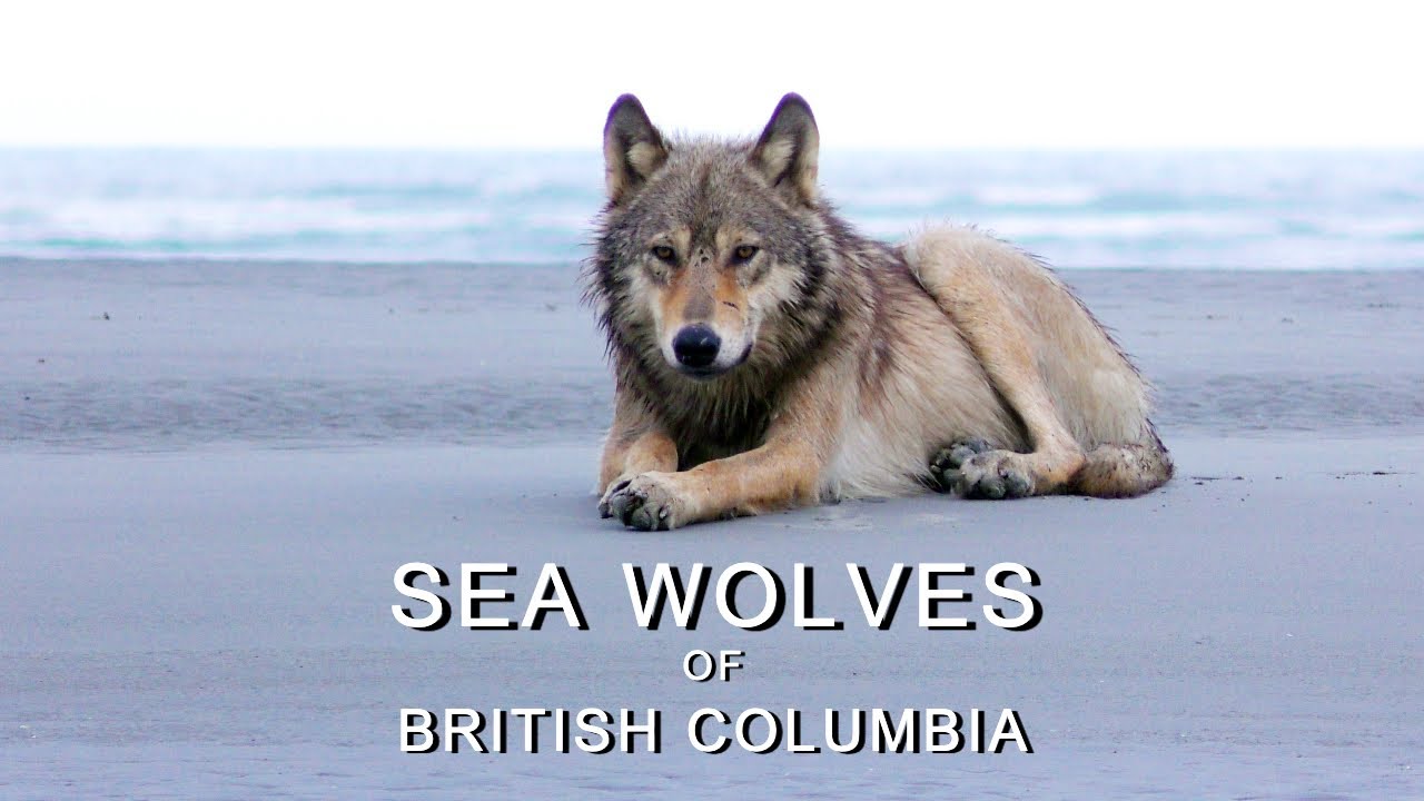 Sea Wolves of British Columbia | Coastal Wolves - YouTube