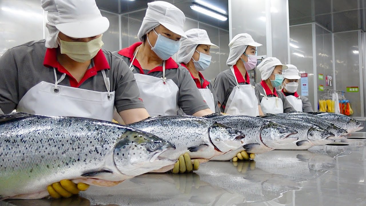 Interesting! Best Taiwanese Fish Cutting Processing Plant (Salmon, Eel ...