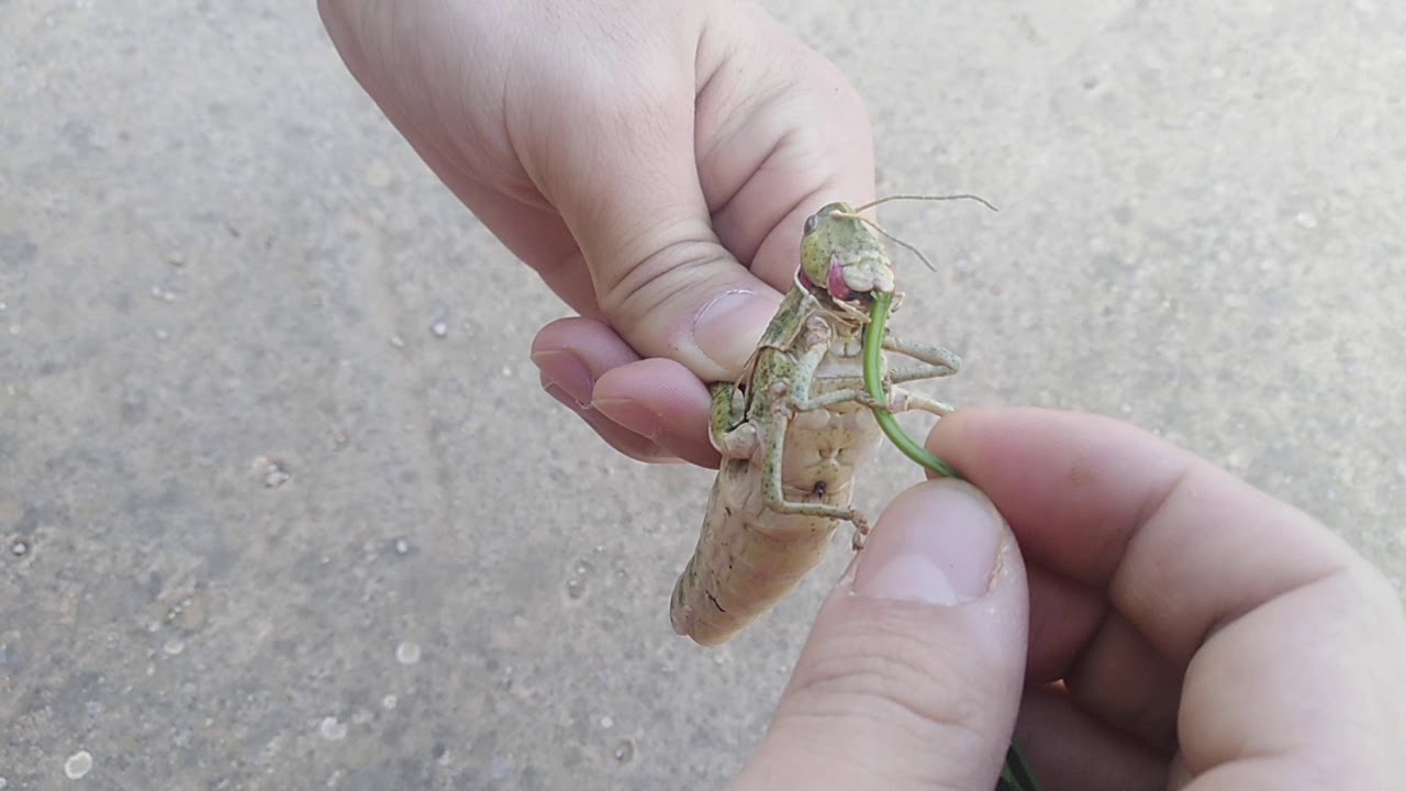 Locust's favorite food - YouTube