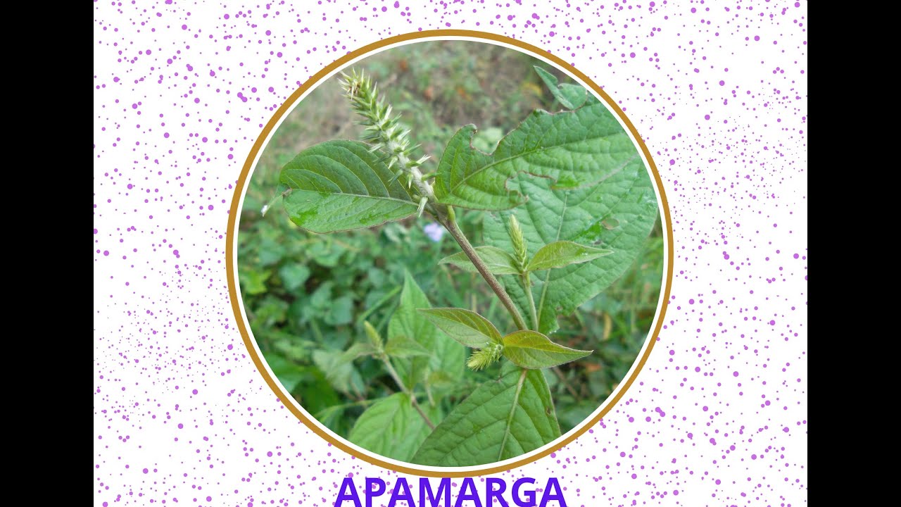 Know about Apamarga - Prickly chaff flower - YouTube