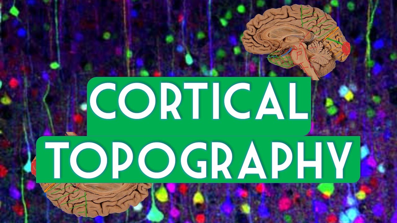 Cortical topography - YouTube