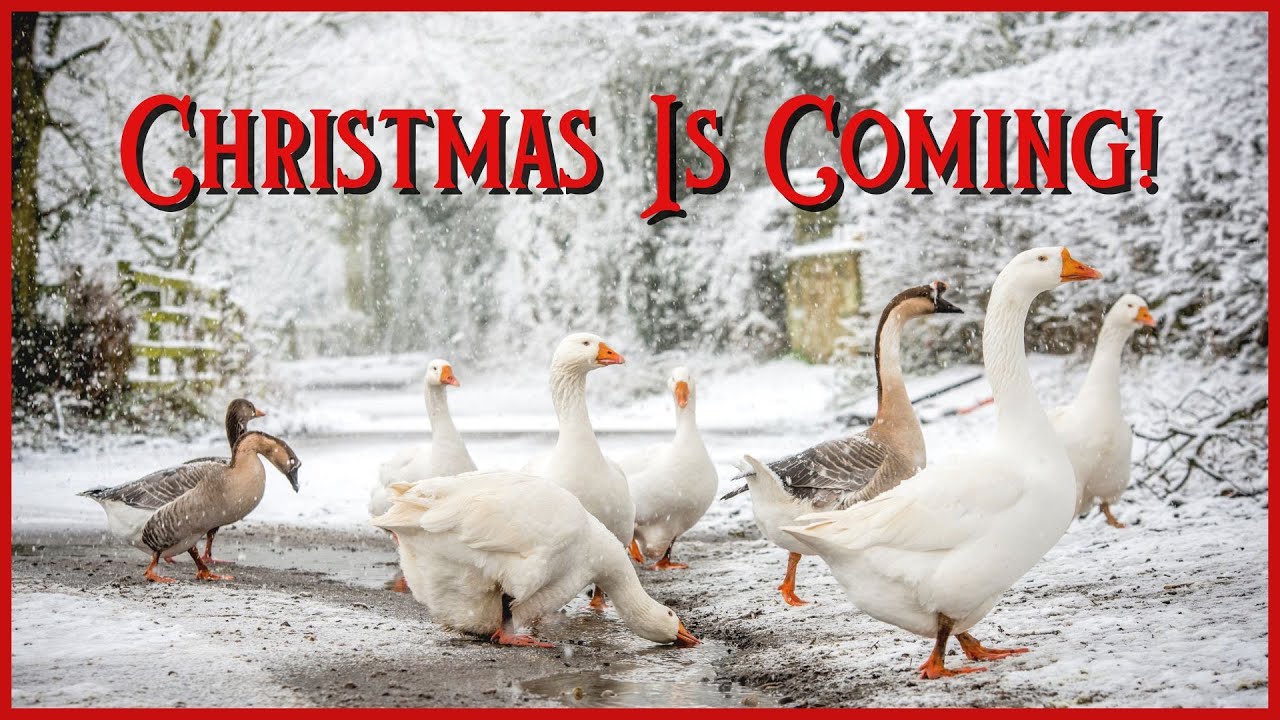 Christmas Is Coming (Trad. English/Arr. Kevin Stannard) Lyrics - YouTube