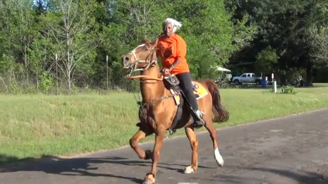 Best Looking Gelding Contest (Halter Class) at Bethlehem Horse Show ...