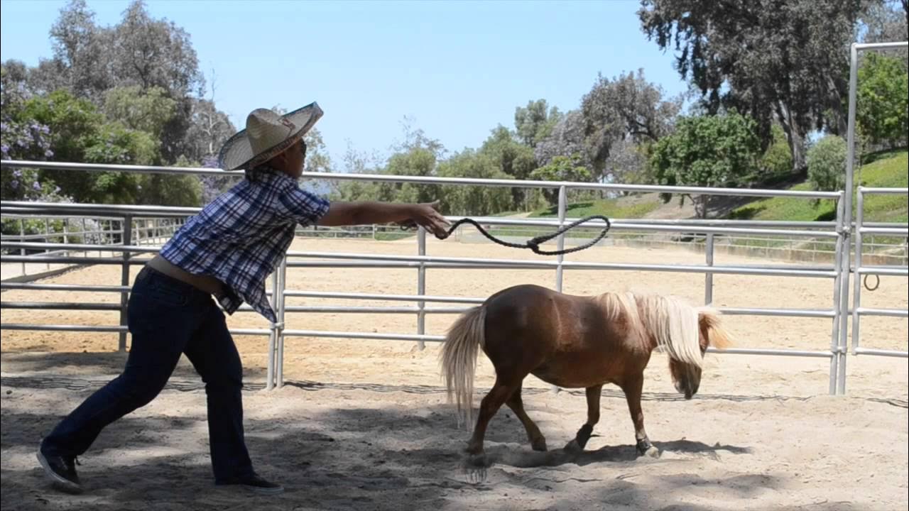 Mi caballo mago- Novak AP 5 - YouTube