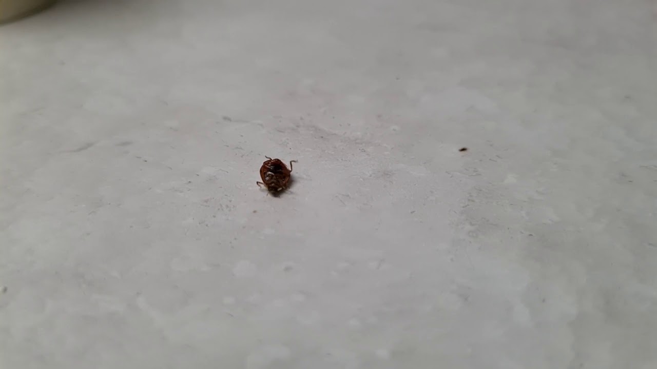 Ladybug 🐞 reverse flipping - [Slow Motion] - YouTube