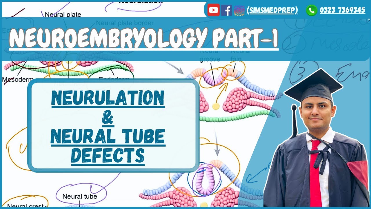 Neural Tube Formation & Its Derivatives | USMLE Step 1 High yield - YouTube
