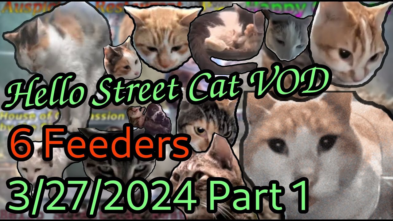 Hello Street Cat VOD - 3/27/2024 Part 1 - YouTube