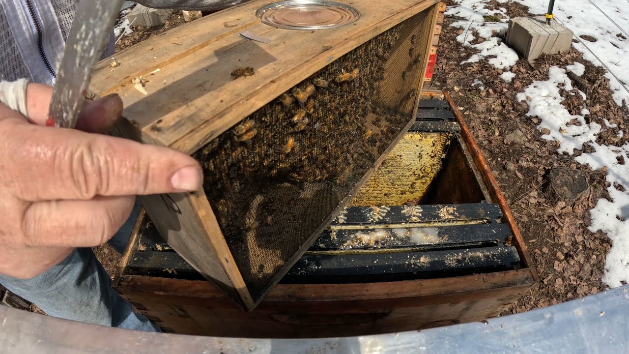 EP: 2310 - Bee Package Installs... - YouTube