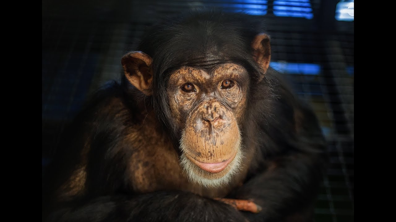 Meet Loretta - 1 of 9 #NewChimps at Project Chimps - YouTube