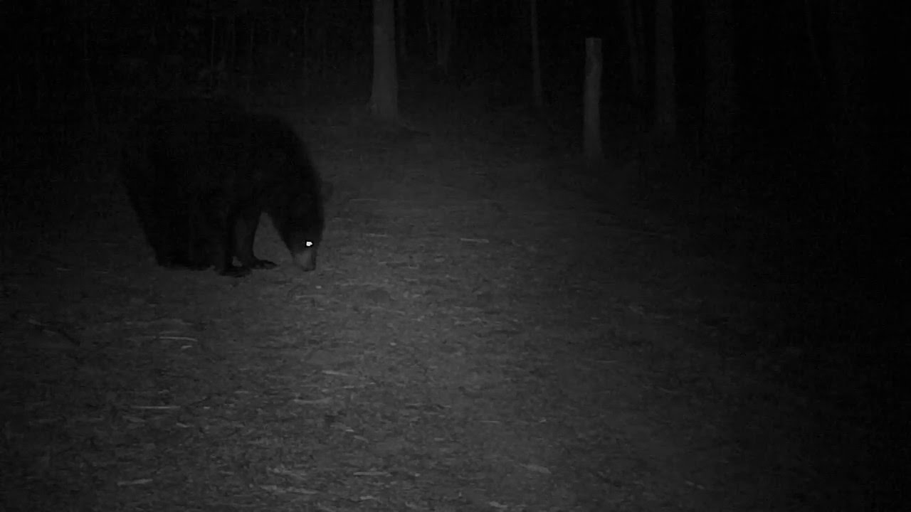 Night Video of Black Bear - YouTube
