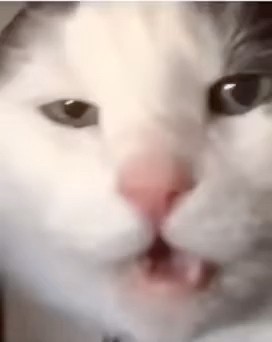 yo spunky what are you doing #funny #memes #cat - YouTube