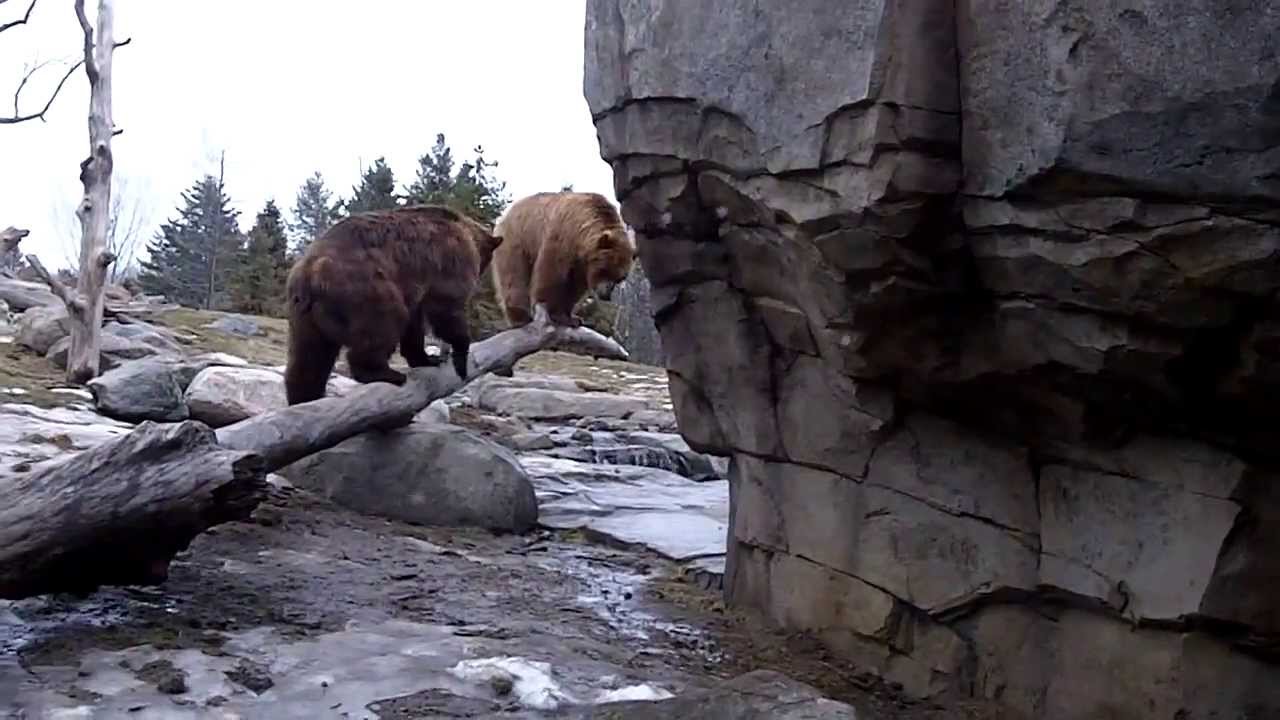 Fail! Low Blow Bear! - YouTube