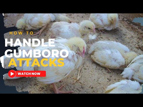 How To Manage And Prevent Gumboro Disease ||| Handling Gumboro attacks ...