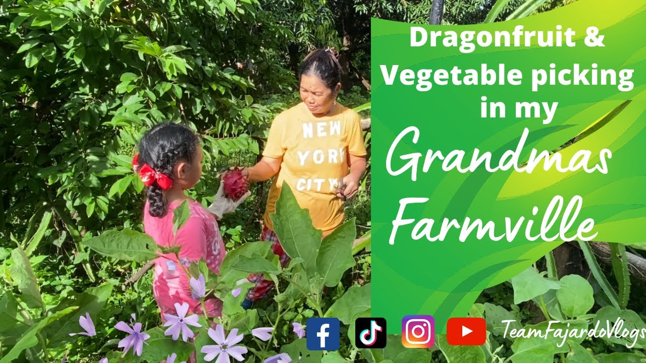 Dragon Fruit and vegetable picking in my Grandmas Farmville - YouTube
