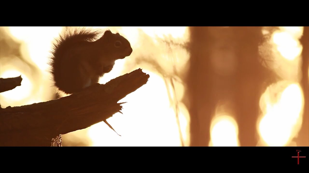 The Grey British Replacement -Red Squirrel Extinction - YouTube