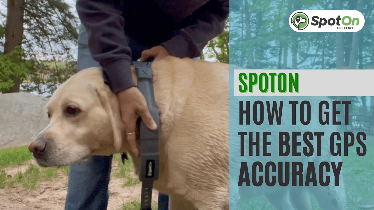 Putting the SpotOn Dog Collar on your dog for best GPS accuracy and ...