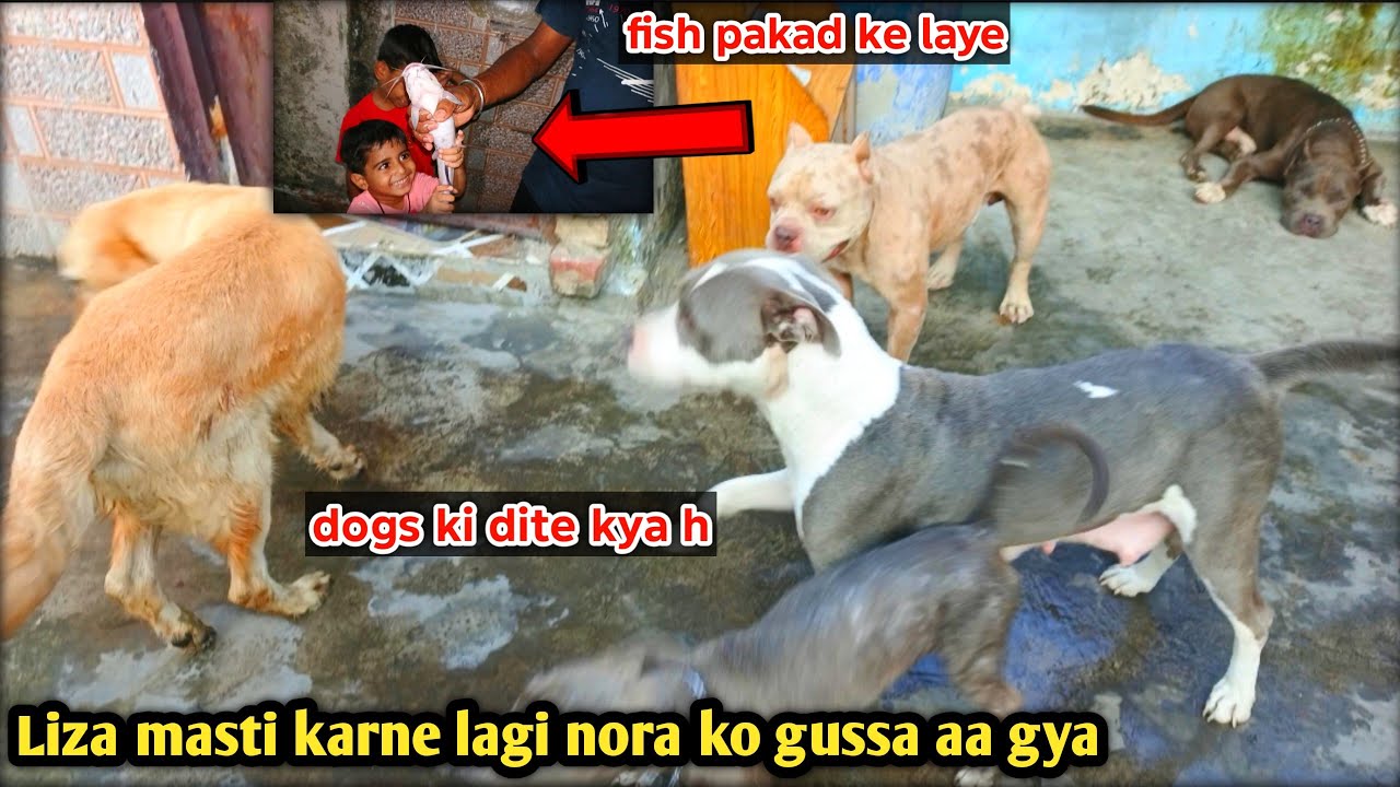 Liza masti karne lagi nora ko gussa aa gya!! Fish pakad ke laye!! Dogs ...