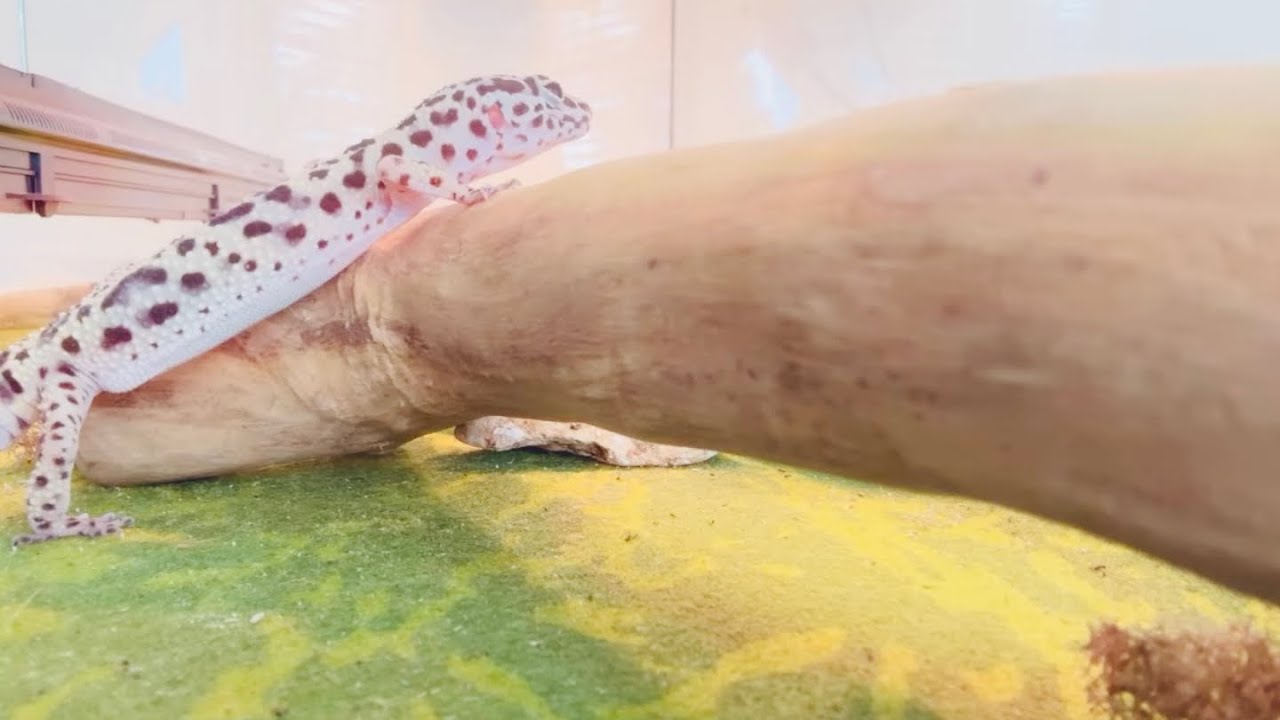 Happy Monday watch Live Lizard join me here !! - YouTube