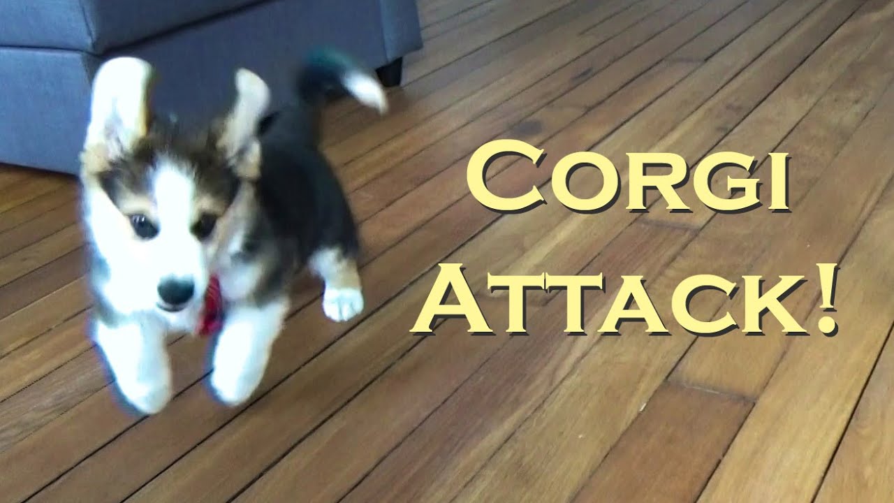 Corgi attack! - YouTube