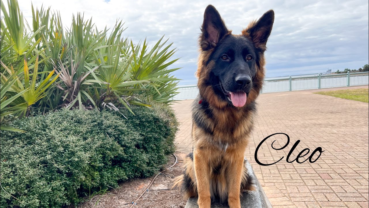 9mo German Shepherd (Cleo) Community | Best Dog Trainers in Florida ...