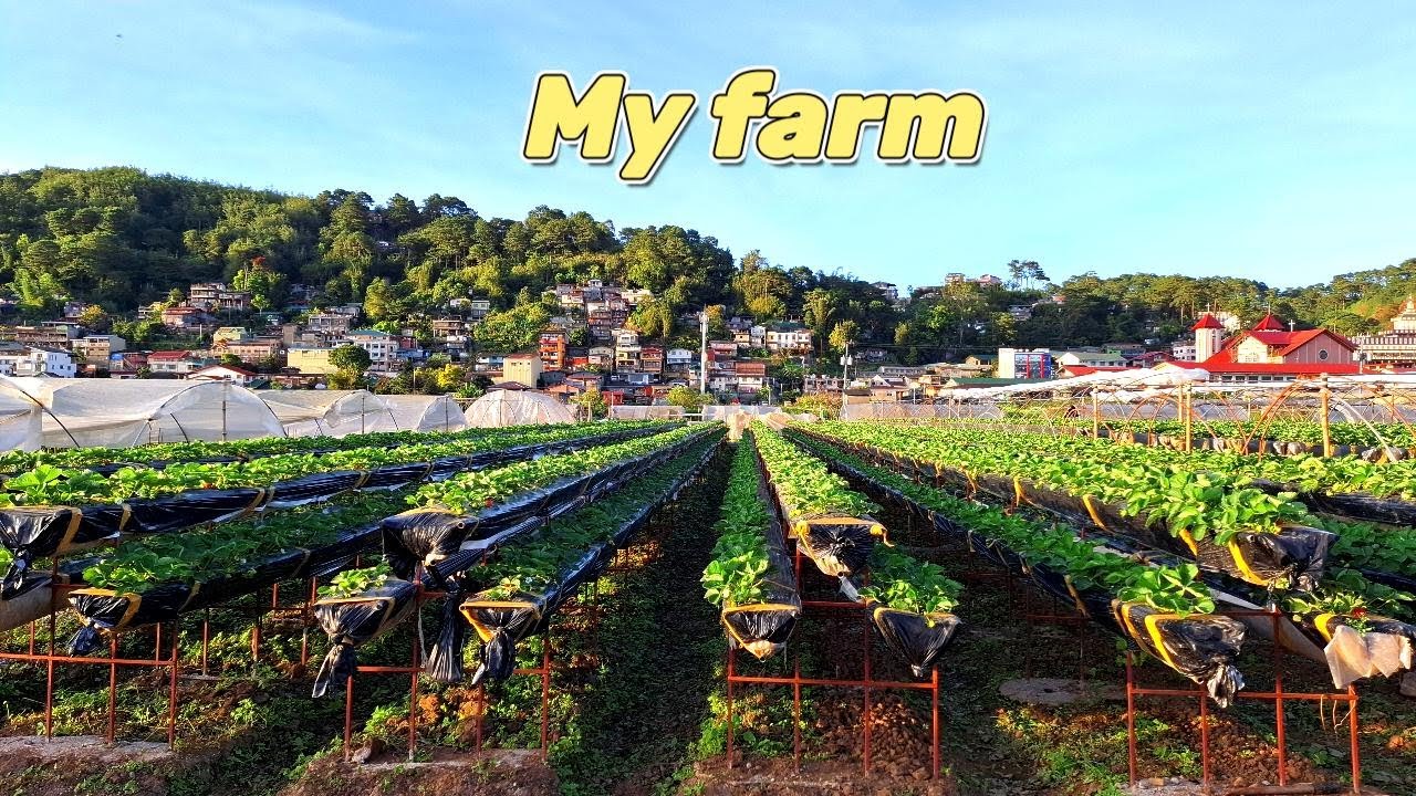 Year-end visit at the strawberry farm La Trinidad (Baguio-Bicol) - YouTube