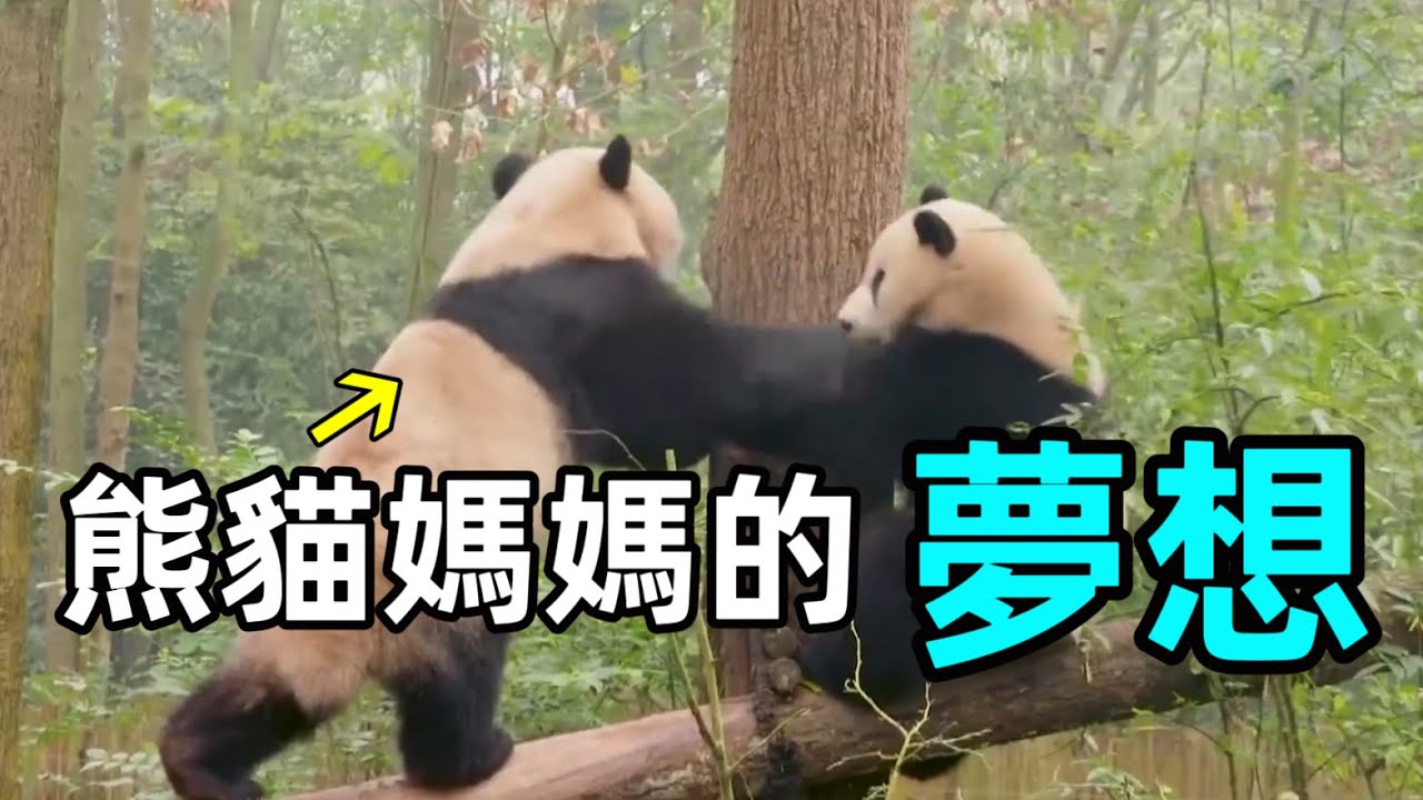 熊貓媽媽侯蓉的夢想：讓孩子回歸大山The Dream of "The mother of Panda": Hou Rong hopes ...