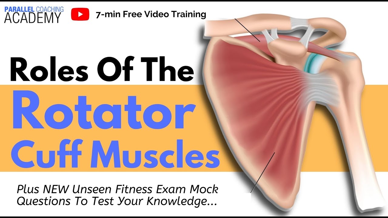 Roles Of The Rotator Cuff Muscles - YouTube