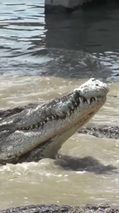 Crocodile Feast - YouTube