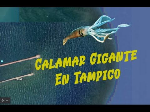 Aparece un Calamar gigante de Playa Miramar - YouTube