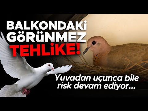 Balkondaki görünmez tehlike! Asıl risk yuvadan uçtuklarında başlıyor