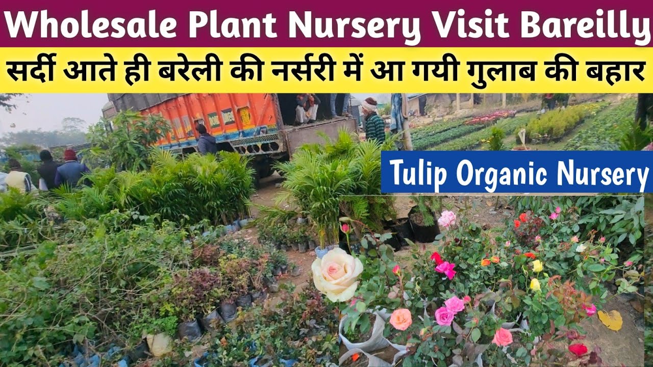Wholesale Plant Nursery Visit Bareilly🌹Rose Plant Nursery Visit ...