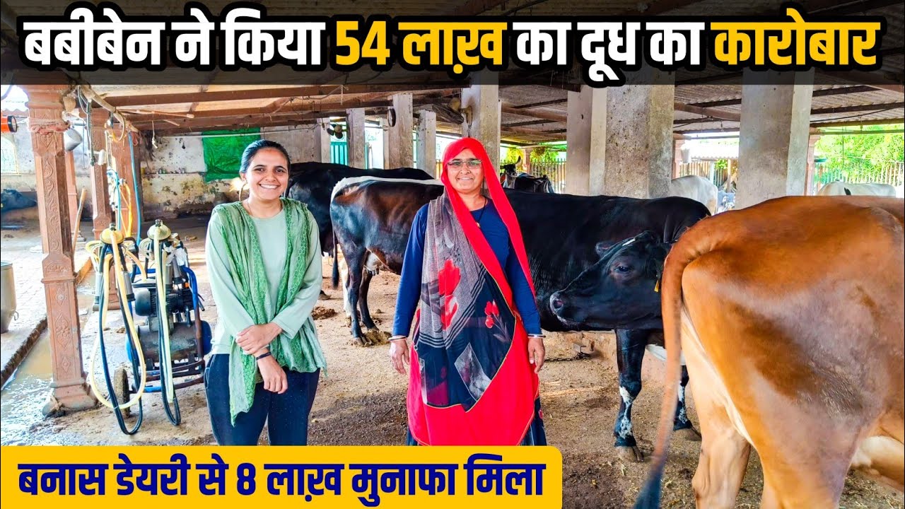 54 लाख़ का दूध व्यवसाय करनेवाली बबी बेन का फॉर्म। Dairy Farming in Banaskantha. - YouTube