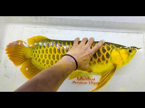 24K Golden High Back Arowana Fish | Beautiful & Expensive Asian Arowana - YouTube
