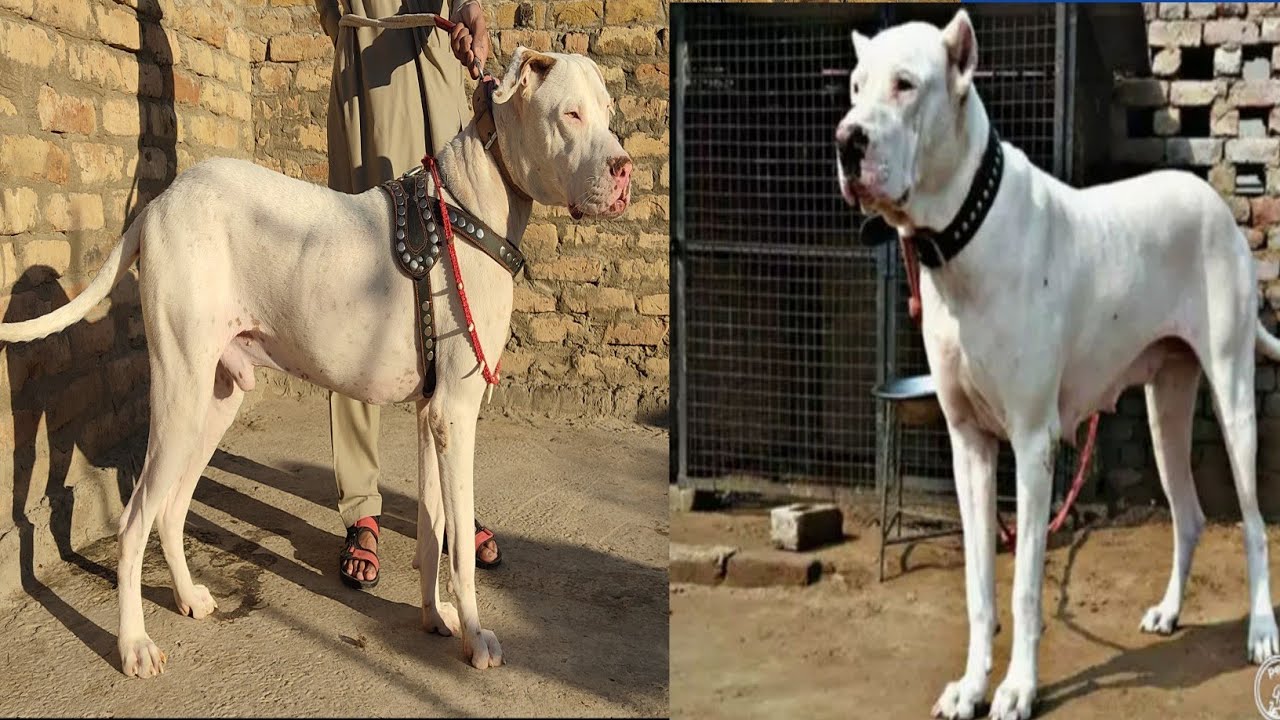 Pure Kohati Gultair kennel Vlog | Kohati gultair | Famous Pakistani ...
