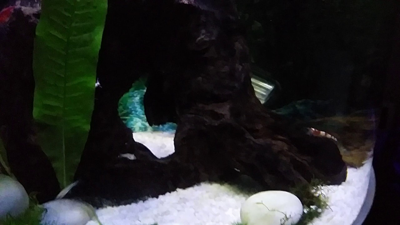 Nursery fish tank - YouTube