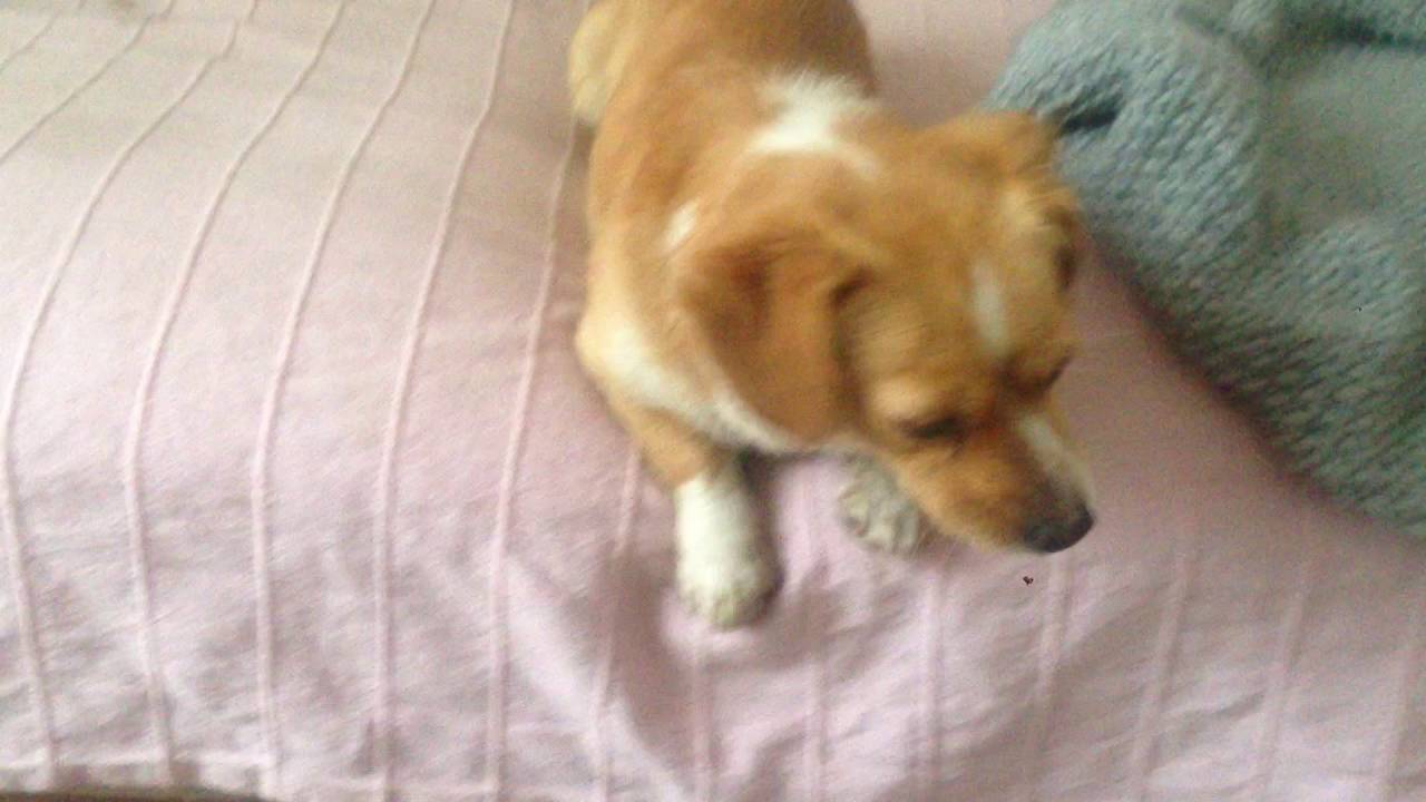 Poppy Youtube