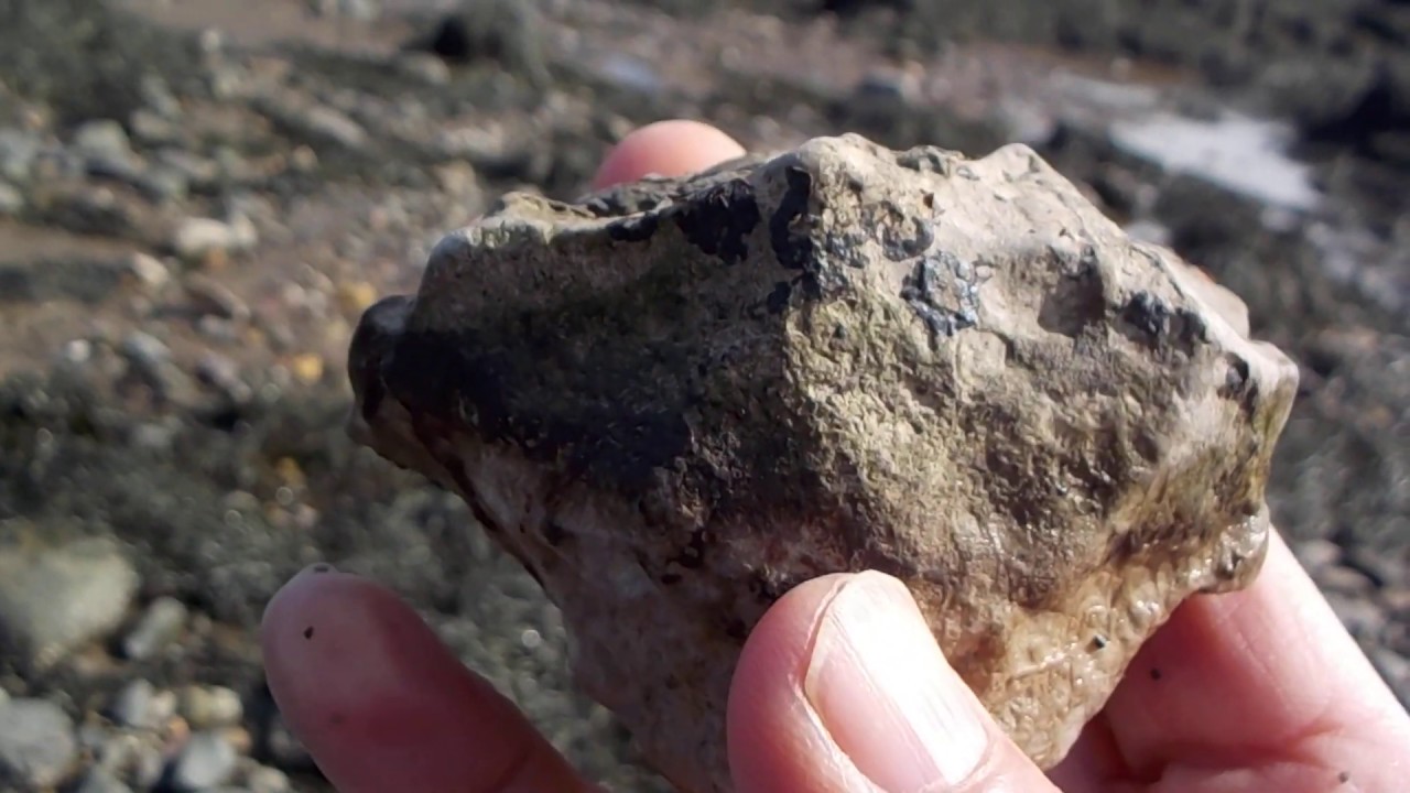 fossil Algae in limestone March 6 2020 - YouTube