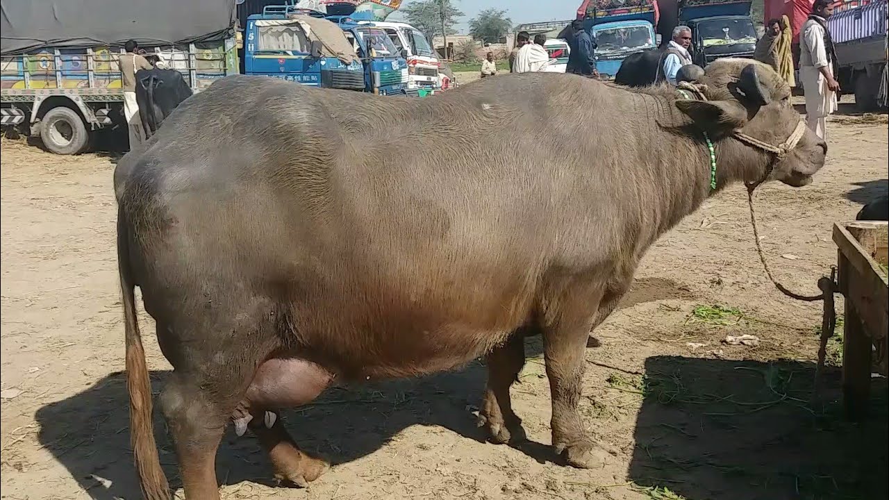 Beautiful Nili Ravi Bhuri Bhains and Murrah Bhains in Janwar Mandi Doli ...