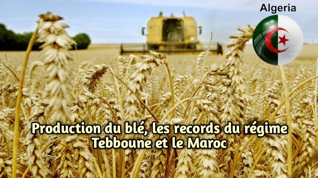 Production du blé en Algérie. Les records du régime Tebboune et le ...