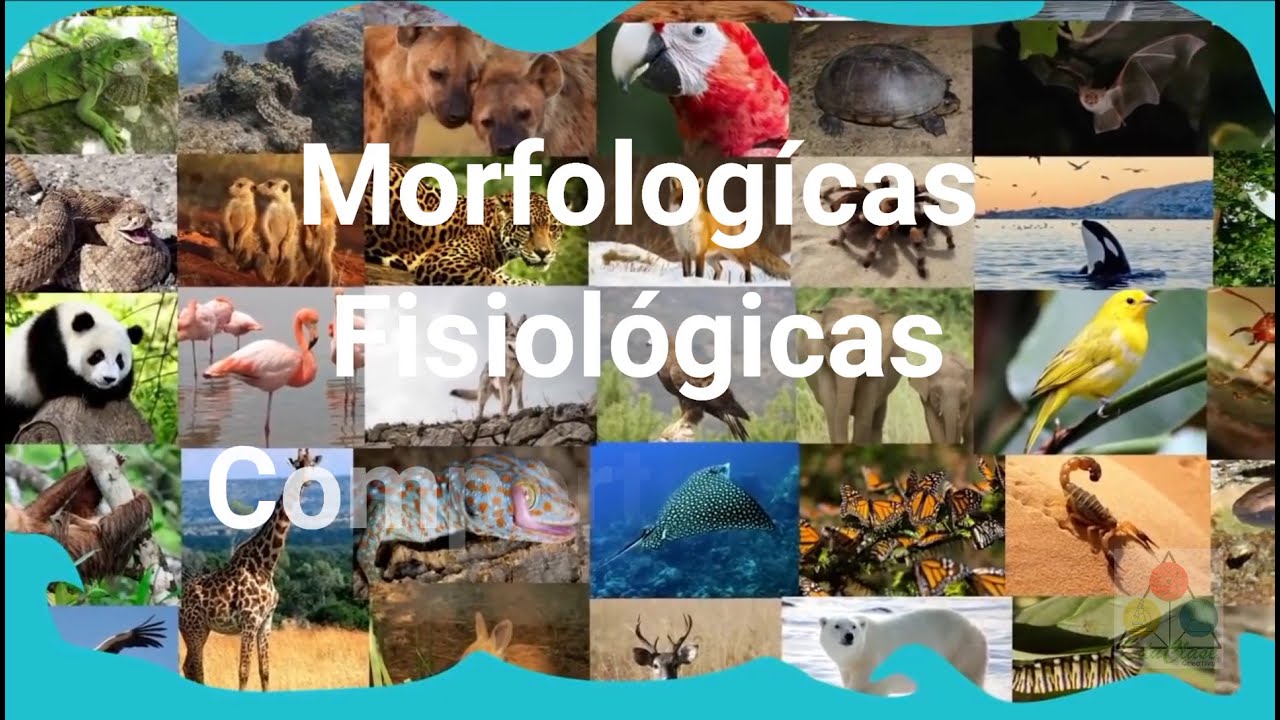 Adaptaciones de los seres vivos (Morfologícas, Fisiológicas, de ...